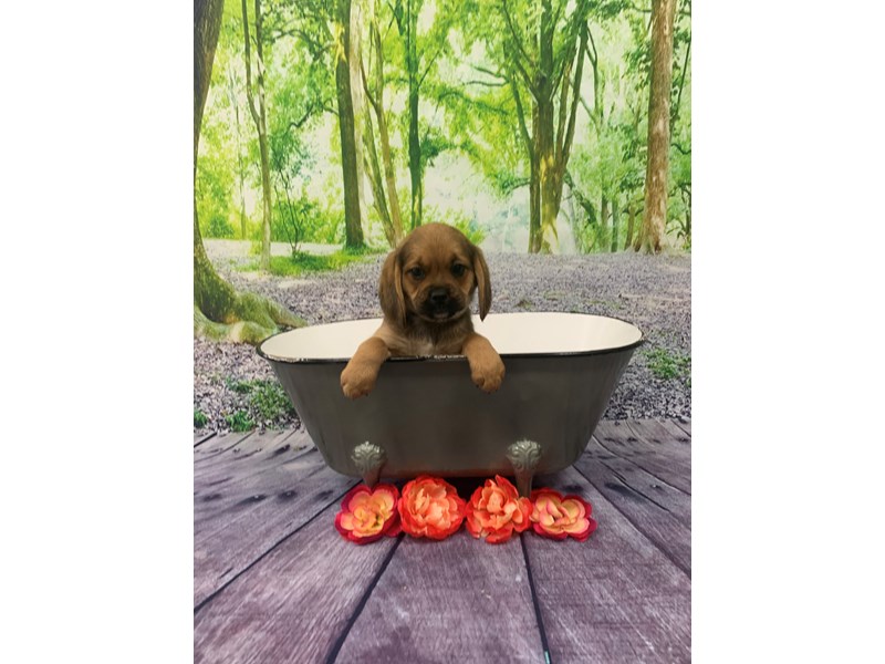 Puggle Puppy Fawn ID:23765 Located at Petland Lake St. Louis & Fenton, MO