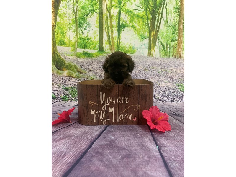 Cockapoo Puppy Brindle ID:23803 Located at Petland Lake St. Louis ...