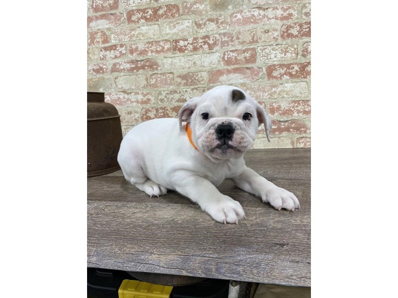 English Bulldog Puppies - Petland Lake St. Louis & Fenton, MO