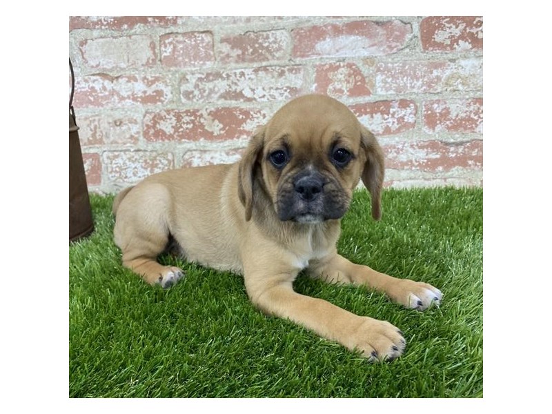 Puggle Puppy Fawn ID:23884 Located at Petland Lake St. Louis & Fenton, MO