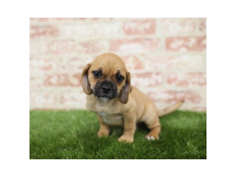 Puggle Puppy Fawn ID:23928 Located at Petland Lake St. Louis & Fenton, MO