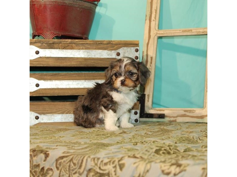 Cavapoo Puppy Blue Merle / Tan ID:23943 Located at Petland Lake St ...