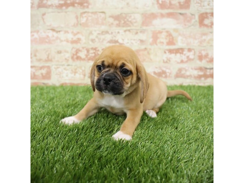 Puggle Puppy Fawn ID:23974 Located at Petland Lake St. Louis & Fenton, MO