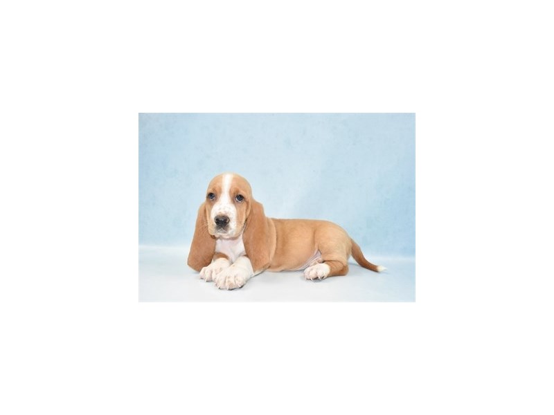 Basset Hound Puppy Lemon and White ID:24031 Located at Petland Lake St ...