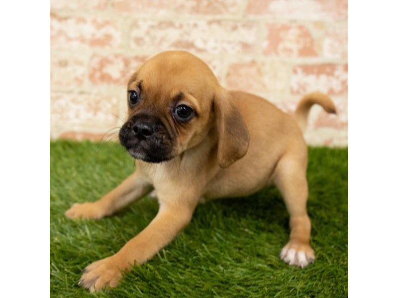 Puggle Puppy Fawn ID:24328 Located at Petland Lake St. Louis & Fenton, MO