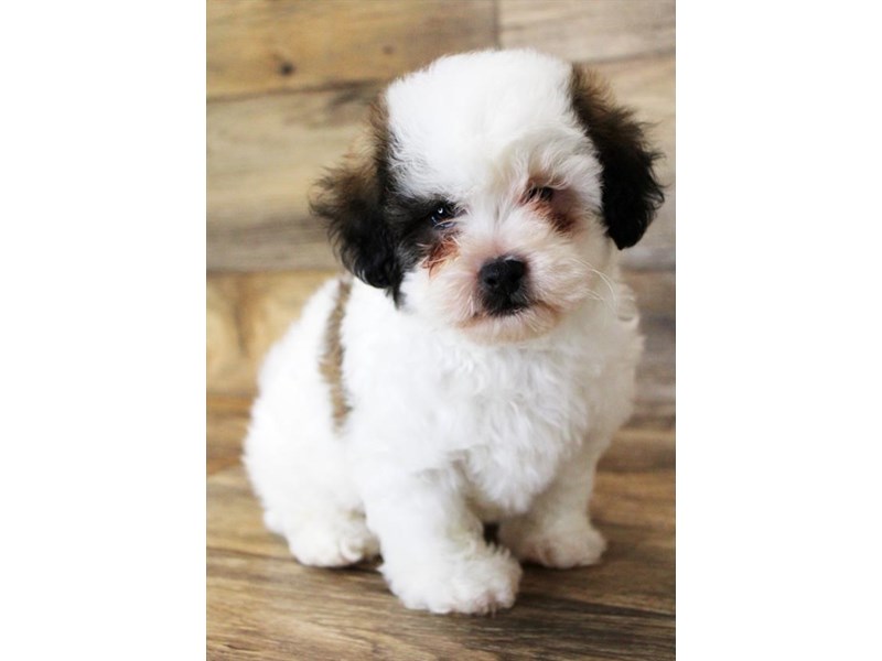 Shih Poo Puppy Red Sable ID:24356 Located at Petland Lake St. Louis ...
