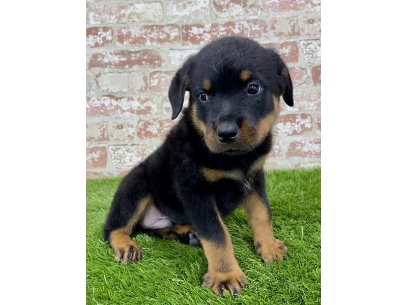 Rottweiler Puppy Black / Rust ID:24372 Located at Petland Lake St ...
