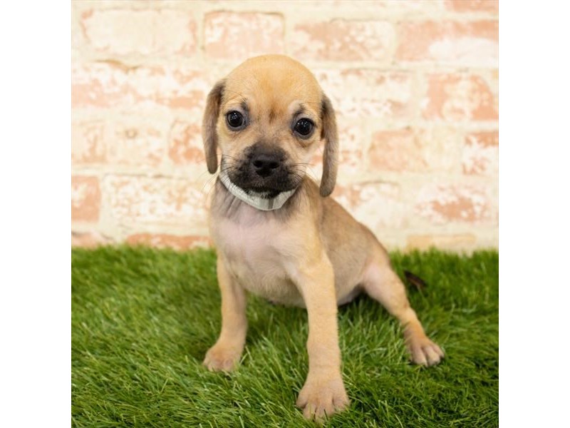 Puggle Puppy Red ID:24418 Located at Petland Lake St. Louis & Fenton, MO