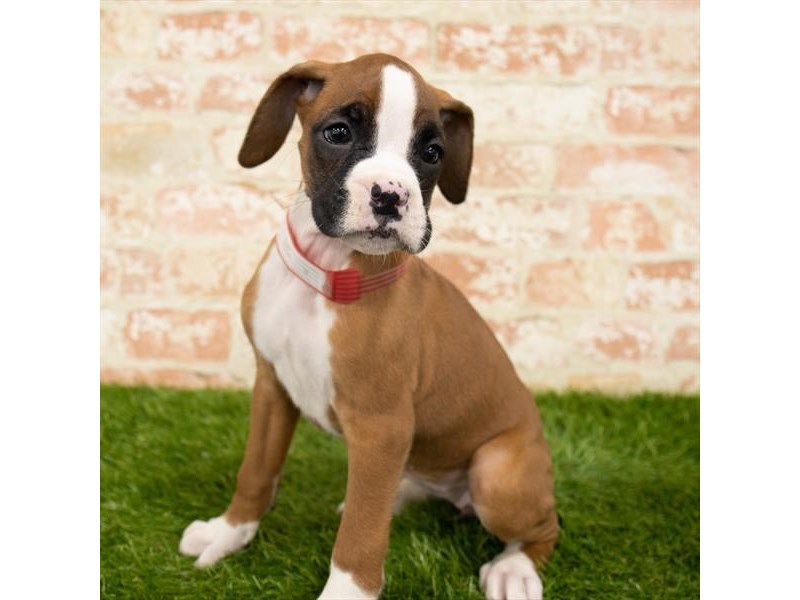 Boxer Puppy Mahogany ID:24527 Located at Petland Lake St. Louis ...