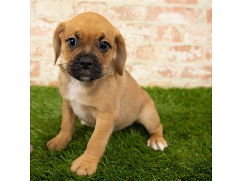 Puggle Puppy Fawn ID:24536 Located at Petland Lake St. Louis & Fenton, MO