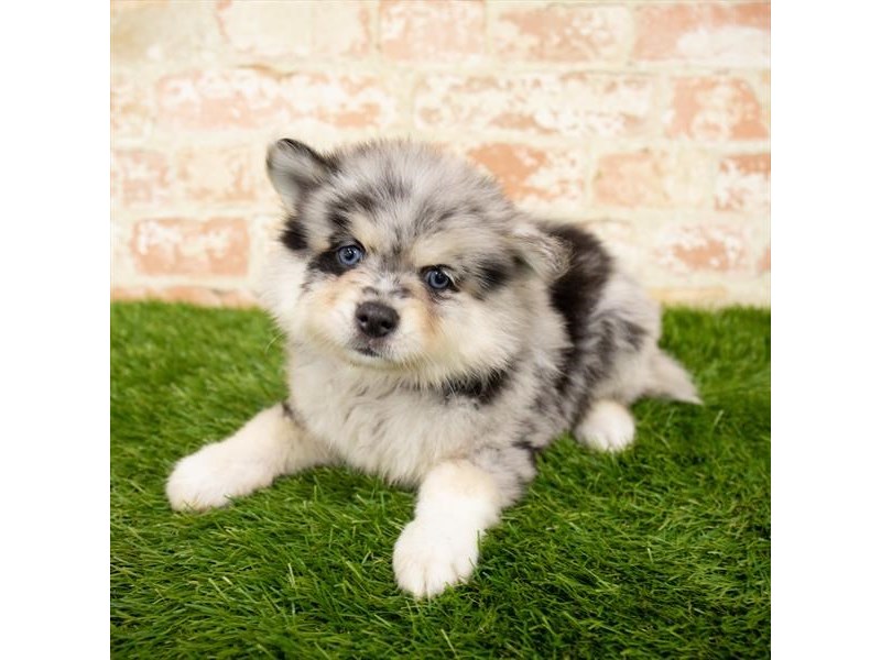 Pomsky Puppy Blue Merle ID:24568 Located at Petland Lake St. Louis ...