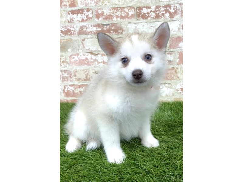 Pomsky Puppy Cream Sable ID:24598 Located at Petland Lake St. Louis ...