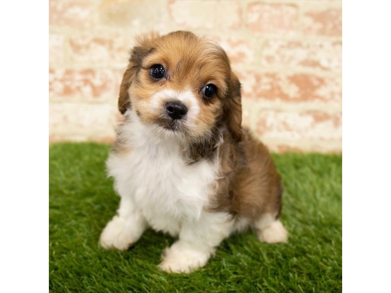 Cavachon Puppy Sable / White ID:24655 Located at Petland Lake St. Louis ...