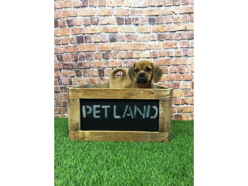 Puggle Puppy Apricot ID:24688 Located at Petland Lake St. Louis ...