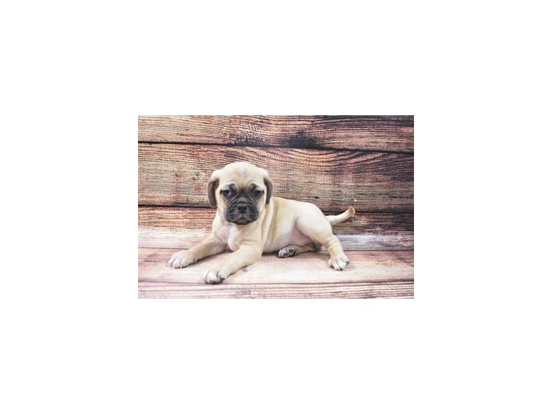 Puggle Puppy Fawn ID:24789 Located at Petland Lake St. Louis & Fenton, MO