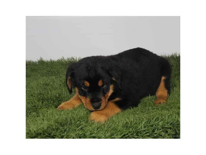 Rottweiler Puppy Black / Rust ID:25025 Located at Petland Lake St ...
