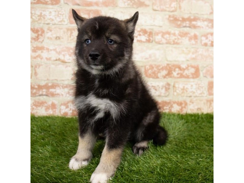Pomsky Puppy Sable ID:25184 Located at Petland Lake St. Louis & Fenton, MO