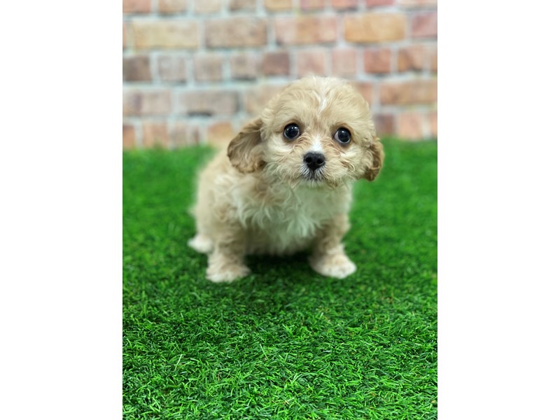 Cavapoo Puppy Gold ID:25265 Located at Petland Lake St. Louis & Fenton, MO