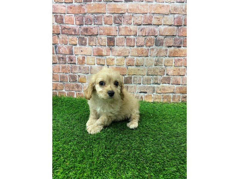 Cavapoo Puppy Gold ID:25264 Located at Petland Lake St. Louis & Fenton, MO