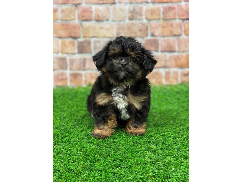 Shih Poo Puppy Black / Tan ID:25249 Located at Petland Lake St. Louis ...