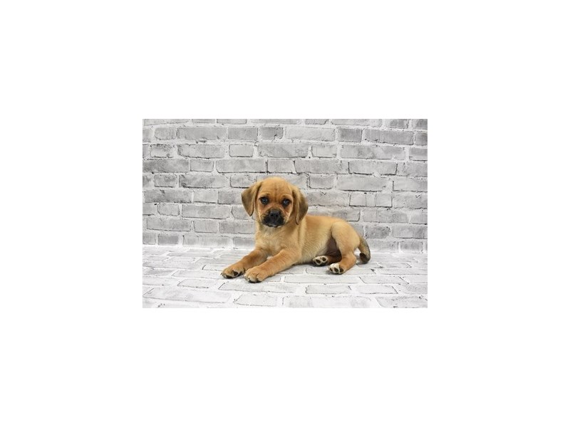 Puggle Puppy Red ID:25498 Located at Petland Lake St. Louis & Fenton, MO