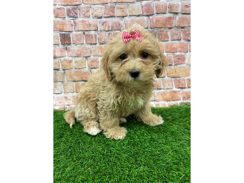 Shih Poo Puppy Red / Apricot ID:25507 Located at Petland Lake St. Louis ...