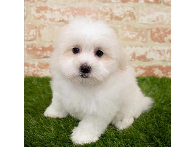 Teddy Bear Puppy Cream ID:25589 Located at Petland Lake St. Louis ...