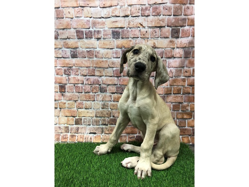 Great Dane Puppy Fawn ID:25608 Located at Petland Lake St. Louis ...
