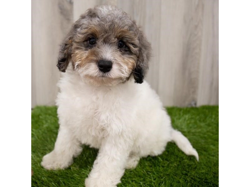 Cavapoo Puppy Blue Merle ID:25613 Located at Petland Lake St. Louis ...