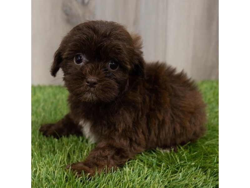 Shih Poo Puppy Liver ID:25714 Located at Petland Lake St. Louis ...
