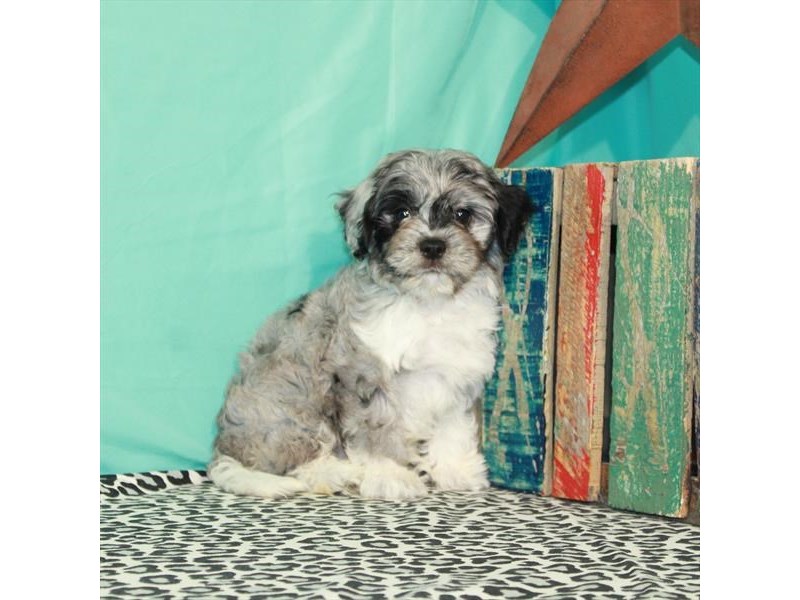 Cavapoo Puppy Blue Merle / White ID:25725 Located at Petland Lake St ...