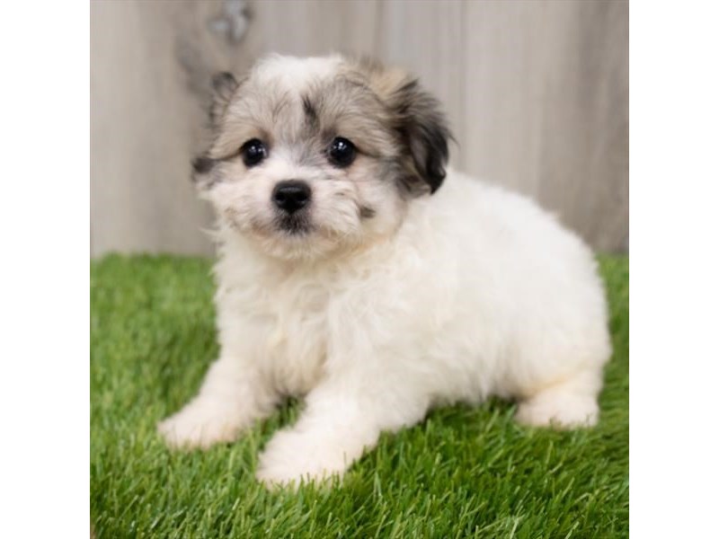Teddy Bear Puppy Gold / White ID:25779 Located at Petland Lake St ...