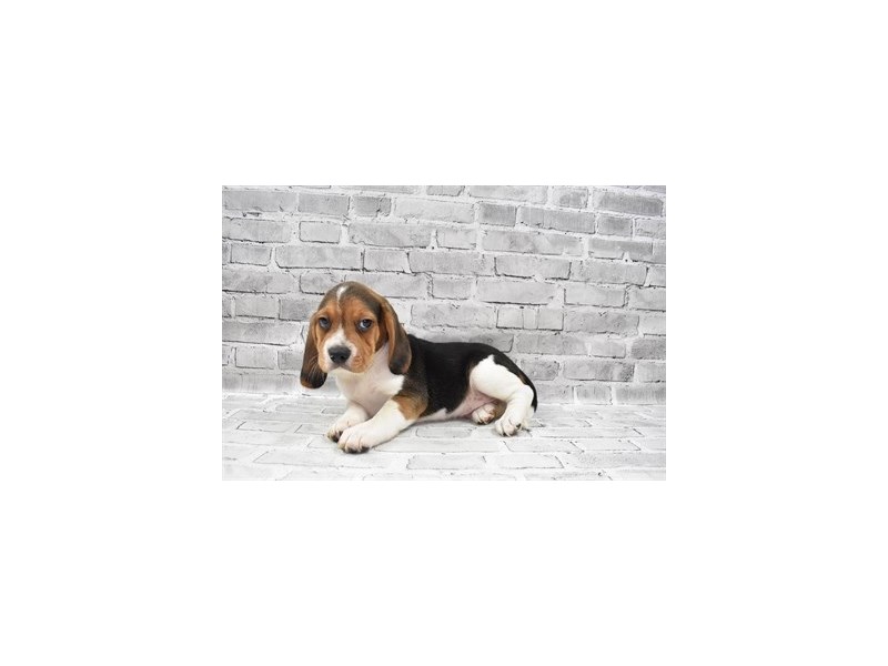 Beagle Puppy Black Fawn and White ID:25835 Located at Petland Lake St ...