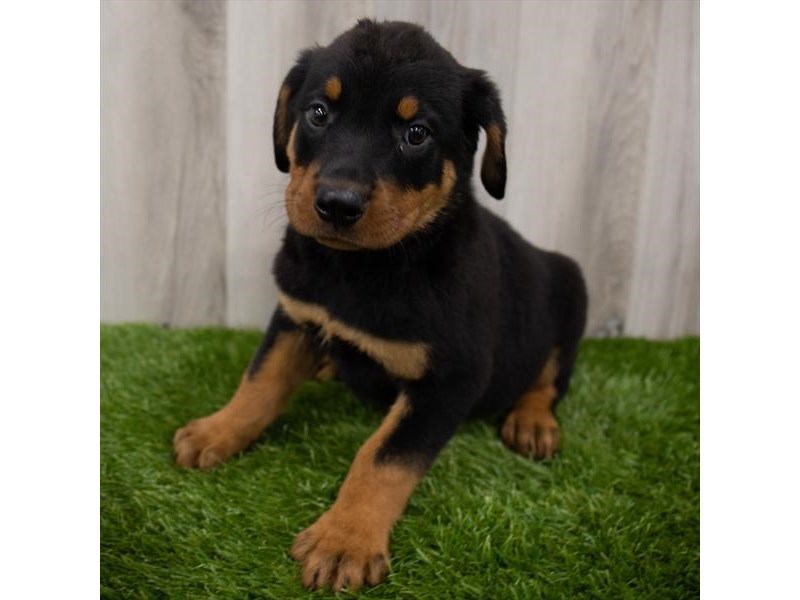 Rottweiler Puppy Black / Rust ID:25848 Located at Petland Lake St ...