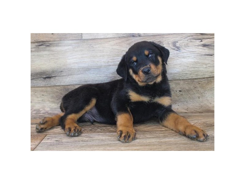 Rottweiler Puppy Black / Rust ID:25906 Located at Petland Lake St ...