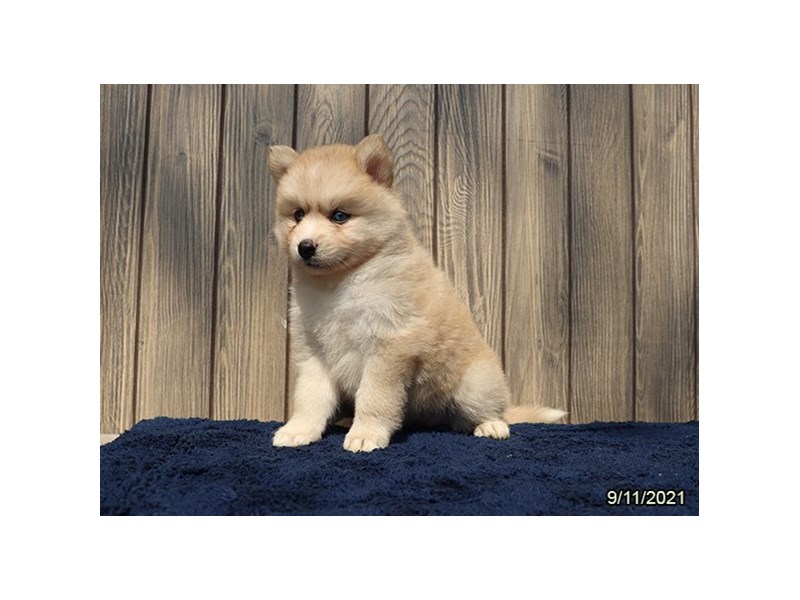 Pomsky Puppy Cream Sable ID:26123 Located at Petland Lake St. Louis ...