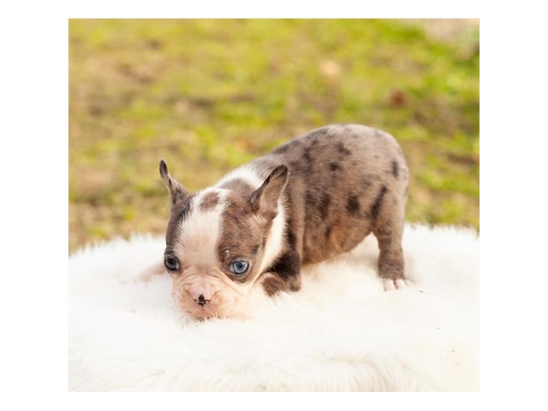 Boston Terrier Puppy Blue Merle ID:26383 Located at Petland Lake St ...