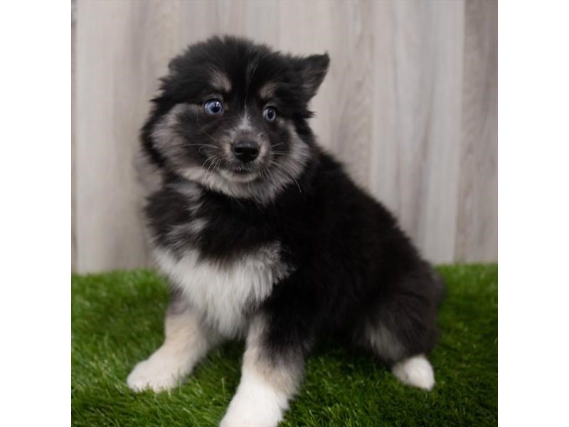 Pomsky Puppy Black White / Tan ID:26395 Located at Petland Lake St ...