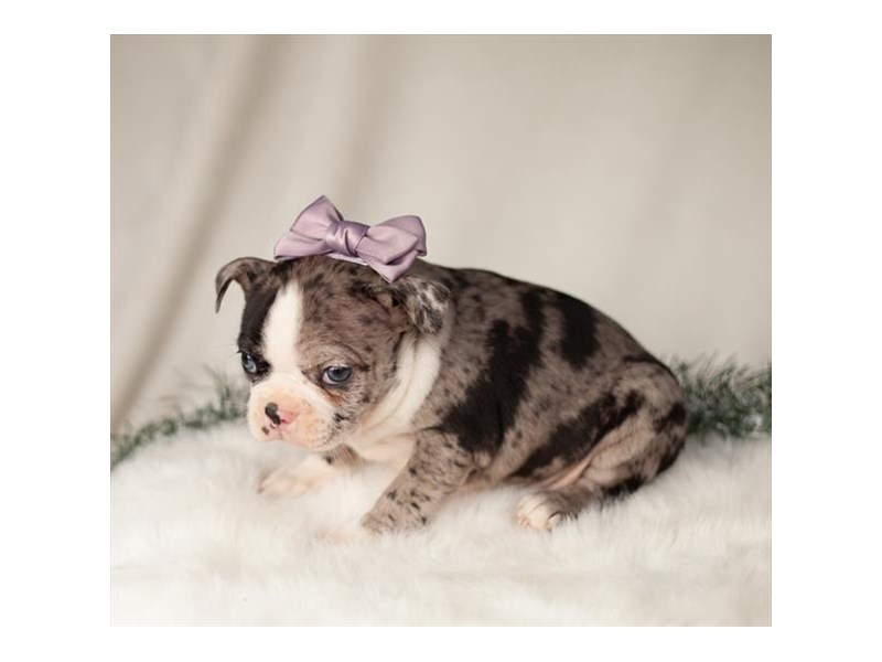 Boston Terrier Puppy Blue Merle ID:26459 Located at Petland Lake St ...