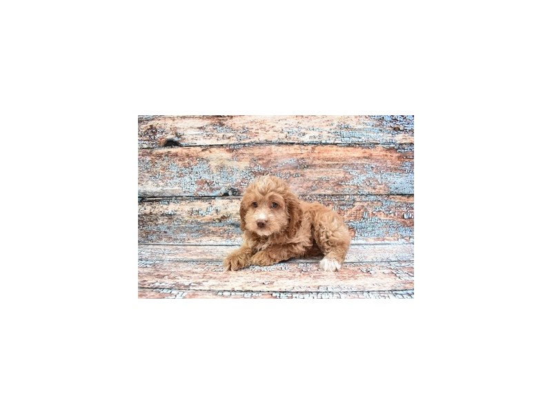 Cockapoo Puppies - Petland Lake St. Louis & Fenton, MO
