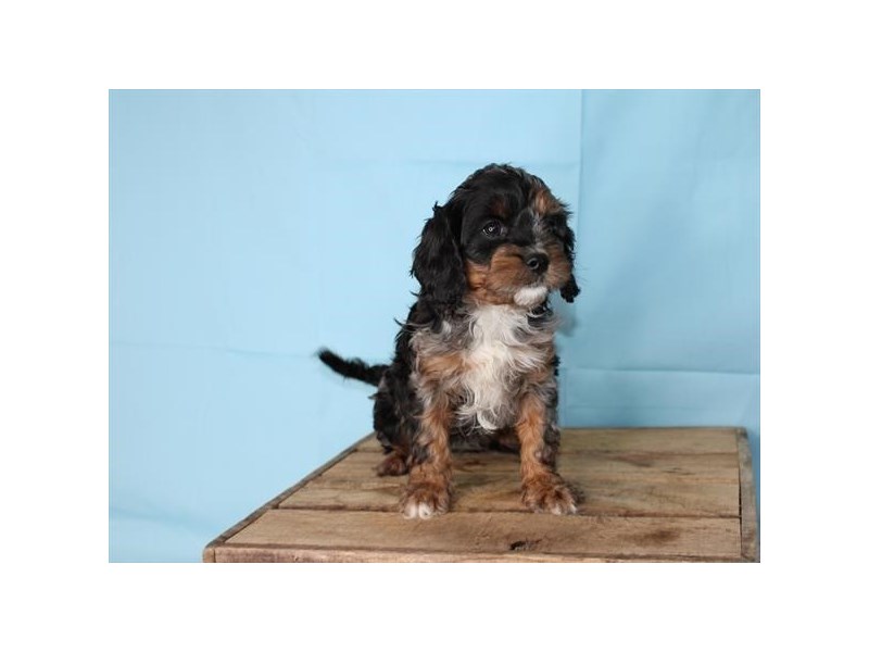 Cavapoo Puppy Blue Merle / Tan ID:26645 Located at Petland Lake St ...