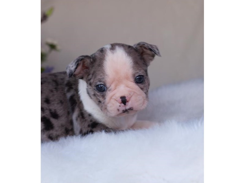 Boston Terrier Puppy Blue Merle ID:26717 Located at Petland Lake St ...