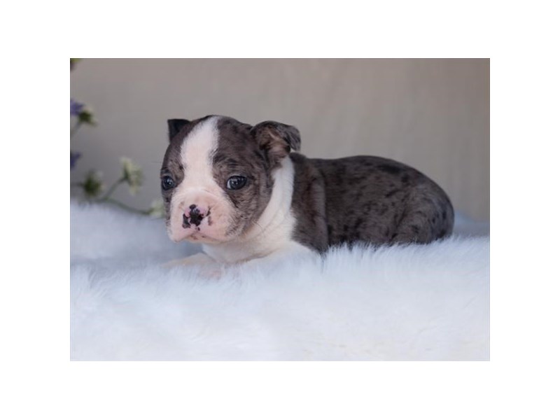 Boston Terrier Puppy Blue Merle ID:26718 Located at Petland Lake St ...