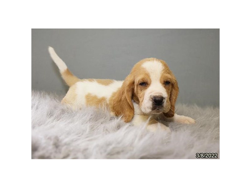 Basset Hound Puppy Lemon / White ID:26778 Located at Petland Lake St ...