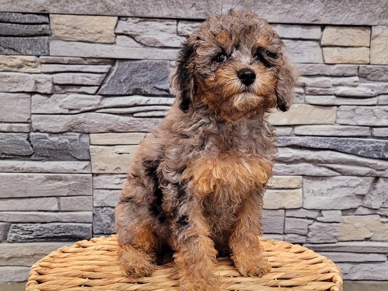 Cavapoo Puppy Blue Merle ID:26 Located at Petland Lake St. Louis ...