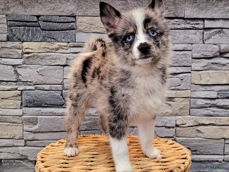 Pomsky Puppy Blue Merle ID:77 Located at Petland Lake St. Louis ...