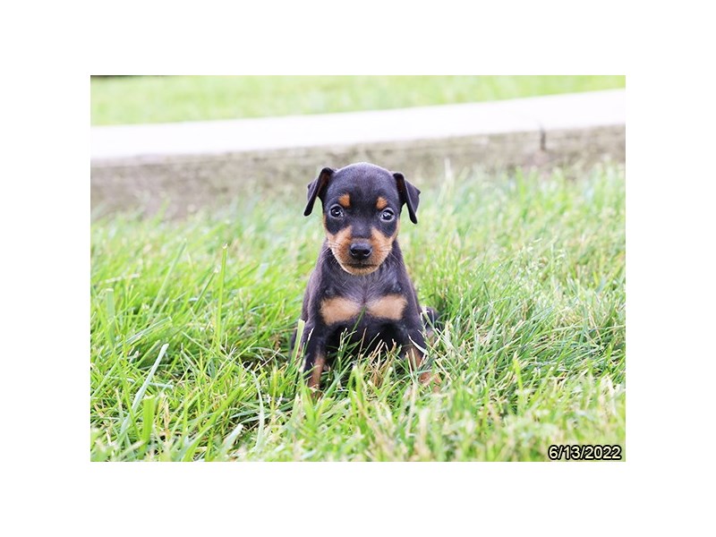 Miniature Pinscher Puppies - Petland Lake St. Louis & Fenton, MO
