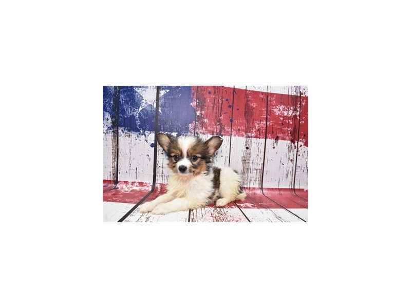 Papillon Puppy White and Sable ID:27223 Located at Petland Lake St ...