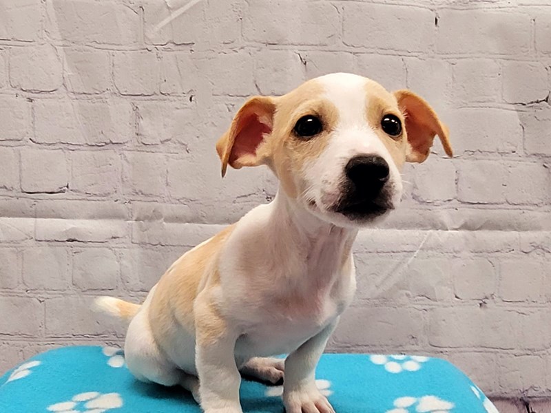 Jack Russell Terrier Puppy Lemon / White ID:103 Located at Petland Lake ...