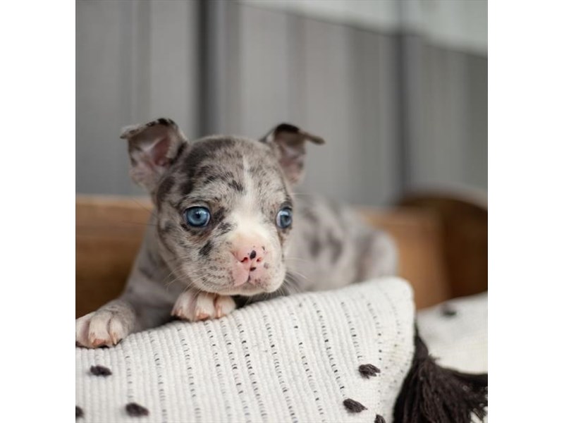 Boston Terrier Puppy Blue Merle ID:27313 Located at Petland Lake St ...
